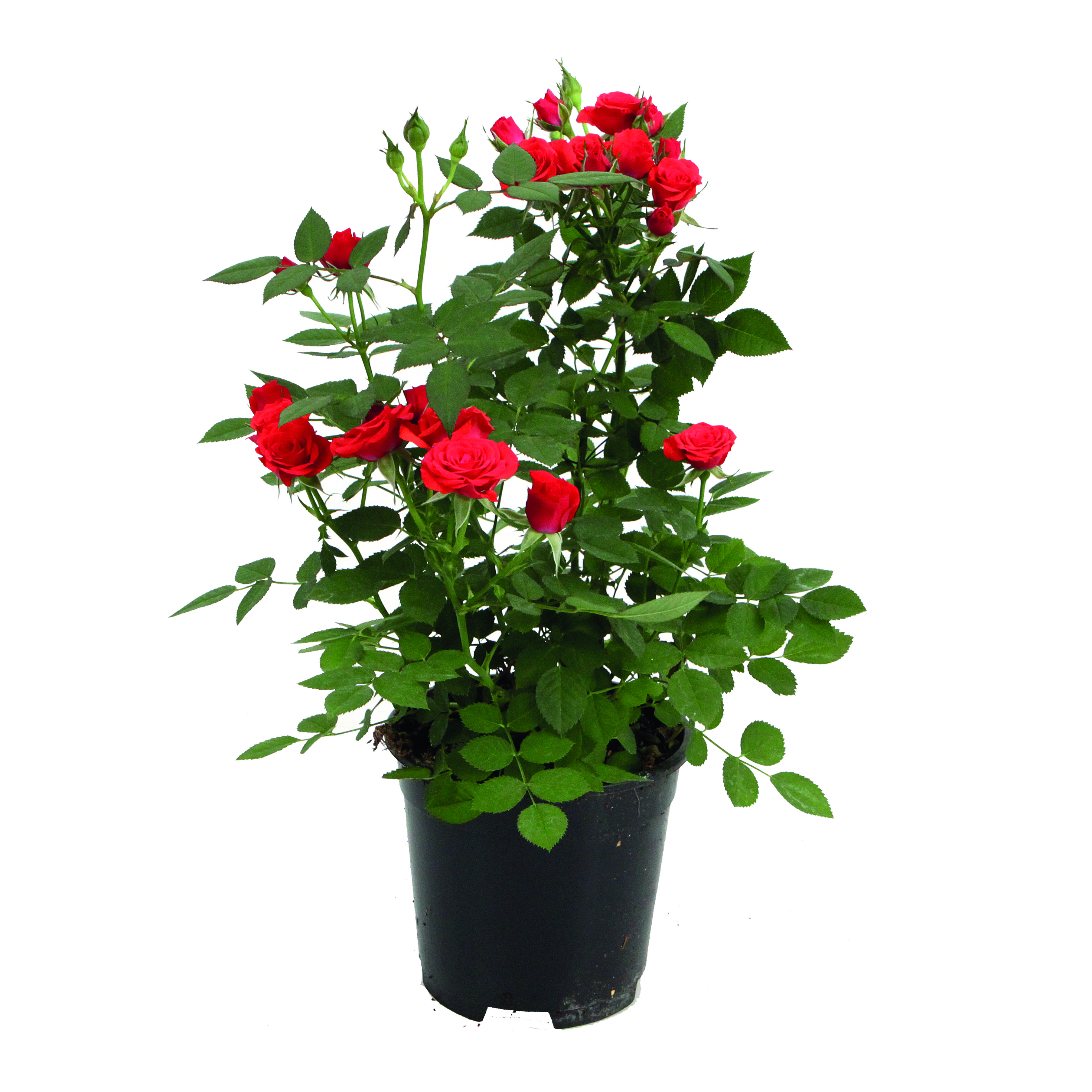 Rose Kordana Pz.4 Ø 10 cm | Leroy Merlin