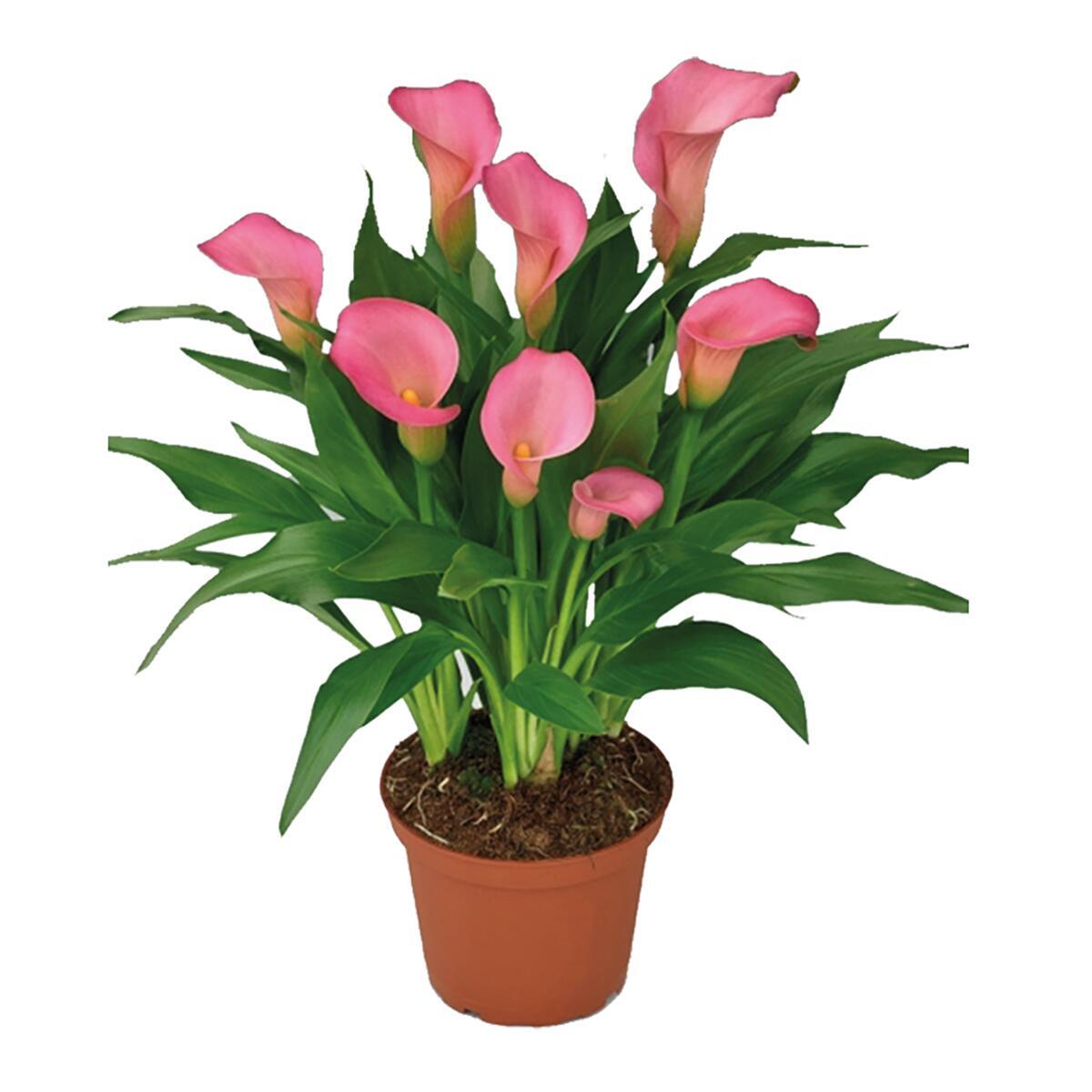 Calla Colorata Leroy Merlin