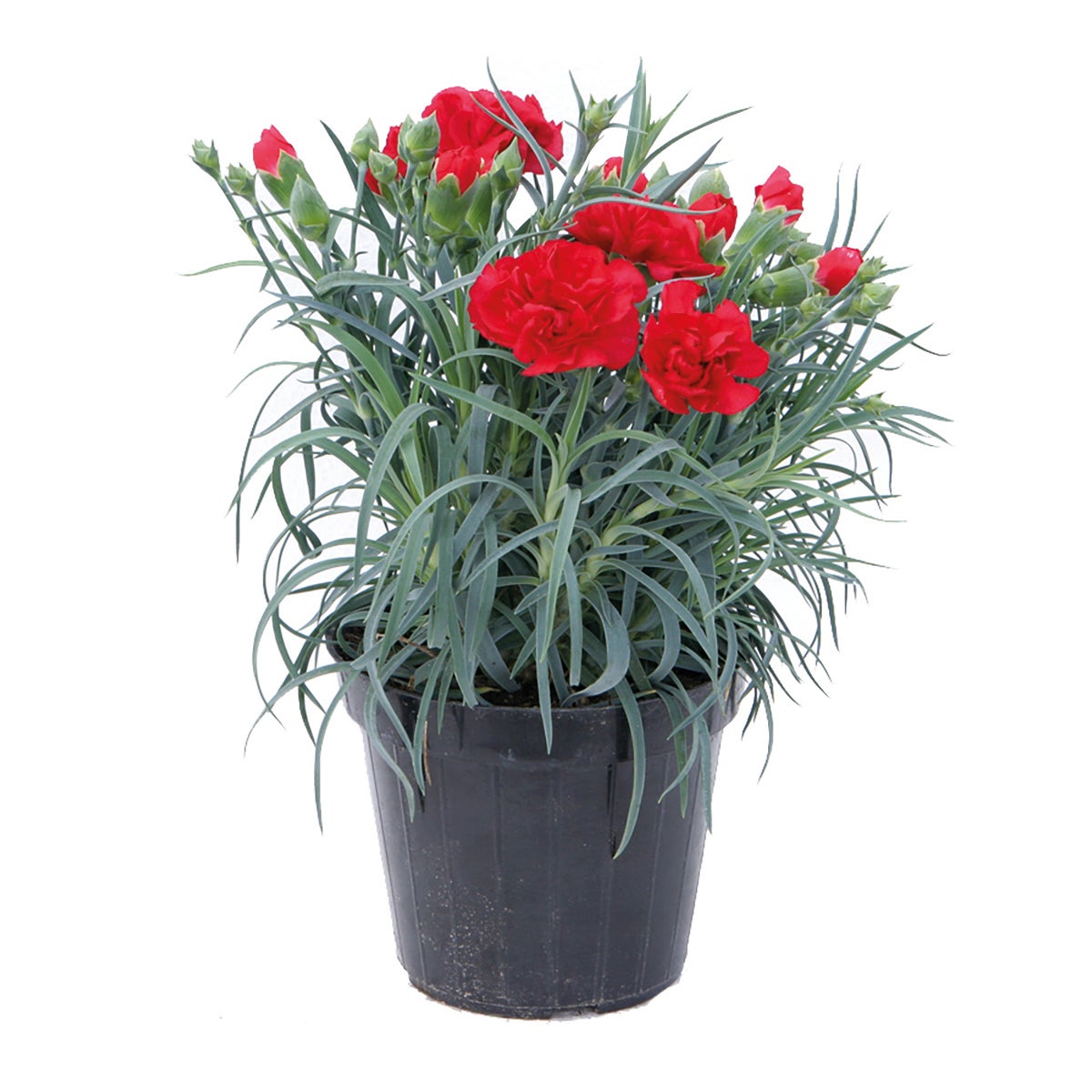 Garofano Rosso Pz.6 Ø 14 cm | Leroy Merlin