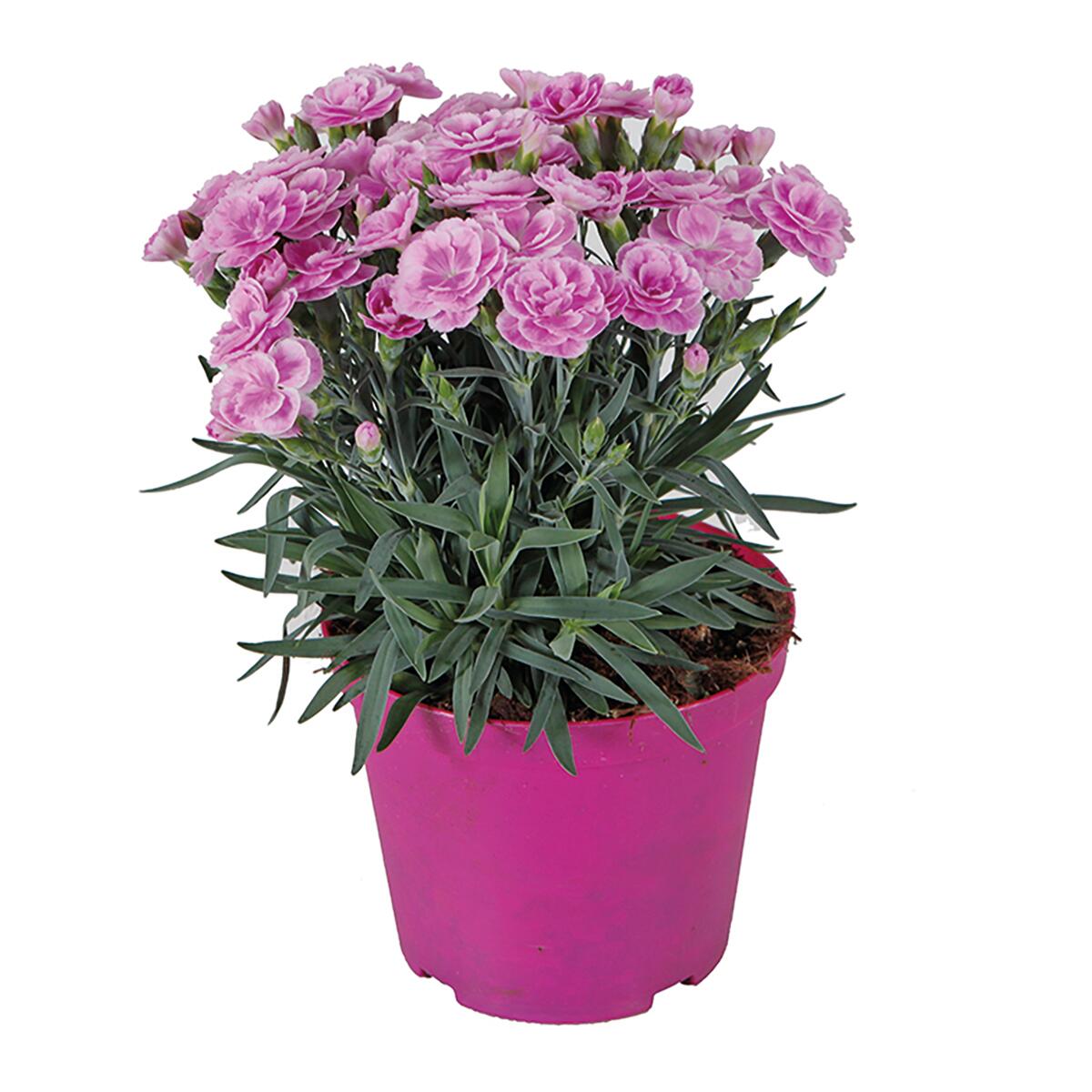 Garofano Fucsia Pz.6 Ø 14 cm | Leroy Merlin
