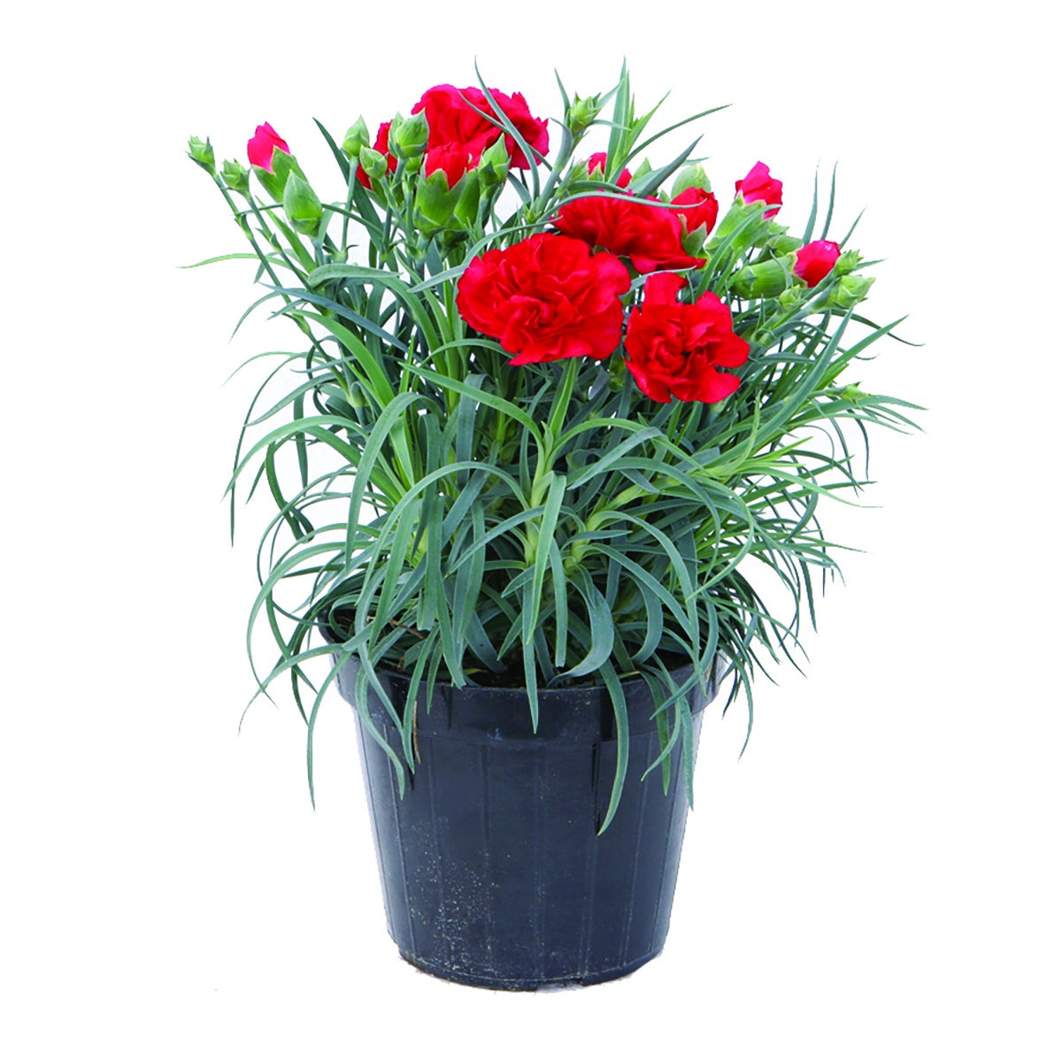 Garofano Rosso Pz.3 Ø 14 cm | Leroy Merlin