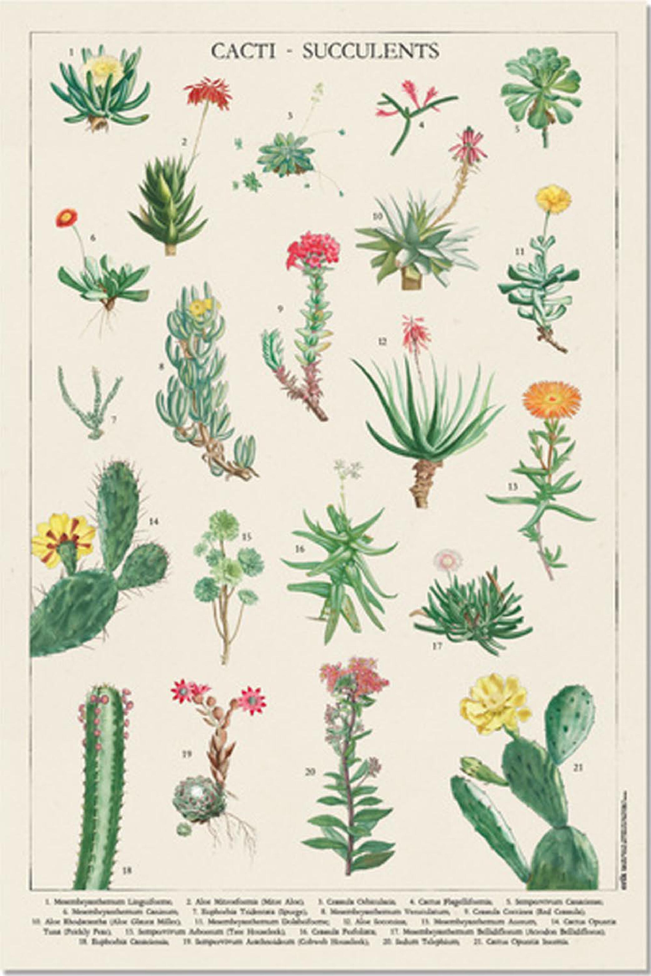 Poster Botanical 61x91.5 cm | Leroy Merlin
